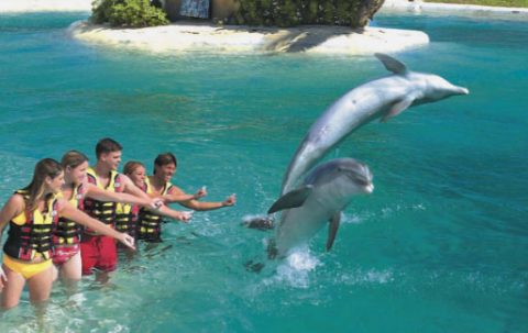 Swim with Dolphins Near Hyatt Regency Waikiki Beach - (808) 442-6459