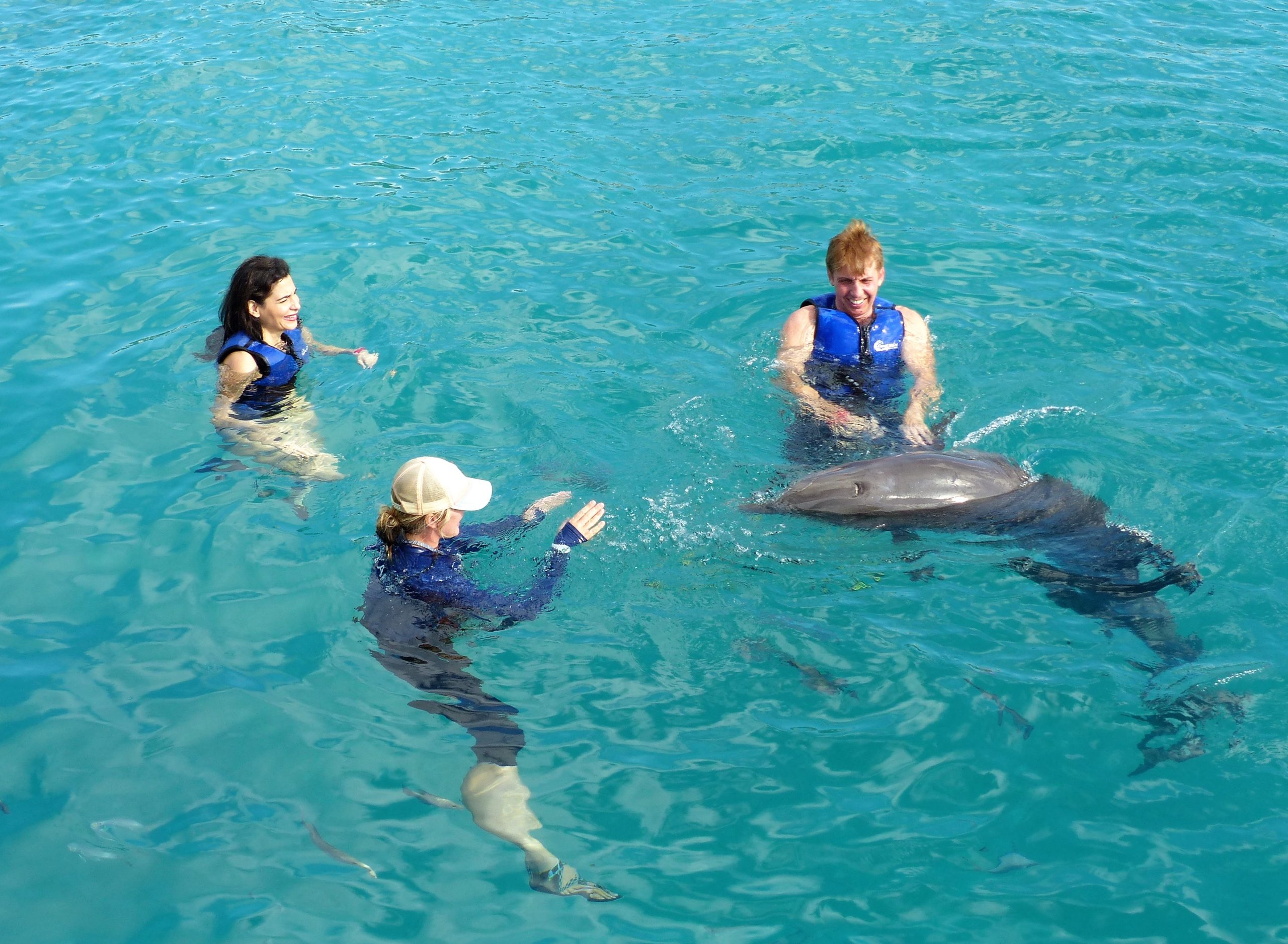 The Oahu Dolphin Swim Adventure gives 1 Ride - (808)442-6459