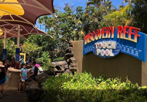 Discovery Reef Touch Pool Sea Life Park (808) 442-6459