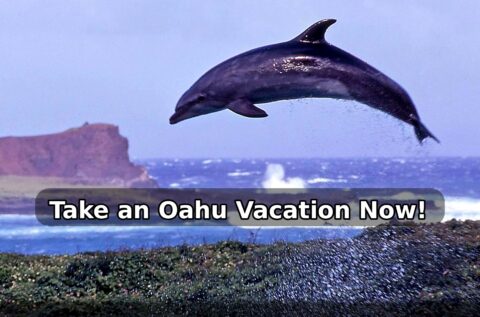 Sea Life Park Hawaii FAQ 2026: Dolphin Programs & Park Info
